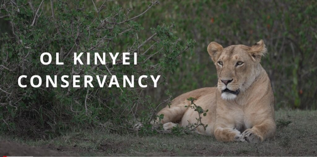 Ol Kinyei Conservancy: A Wildlife Paradise in Masai Mara