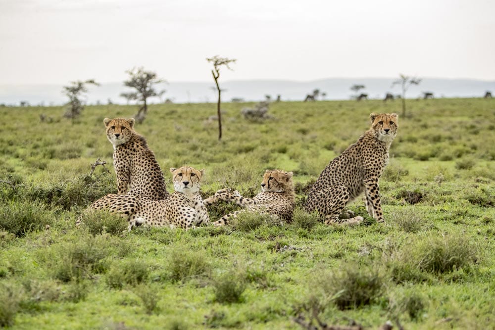 Maasai Mara Big Cat Safari | Gamewatchers