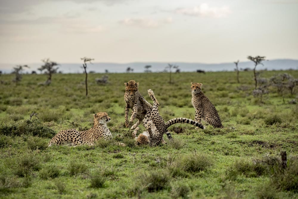 Masai Mara Itinerary Featured Image | Gamewatchers