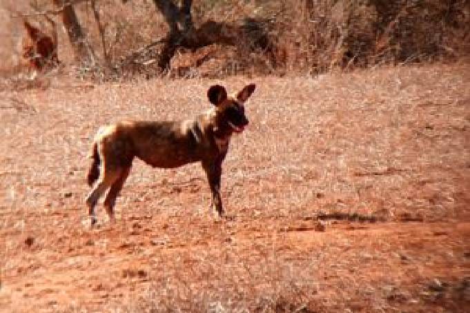 African Wild Dogs seen from Porini Amboseli Camp