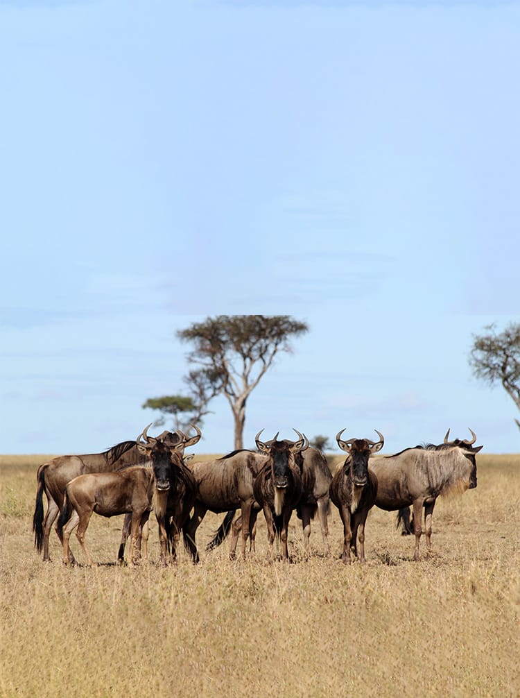 Samburu & Mara Intrepids Air Safari | Gamewatchers