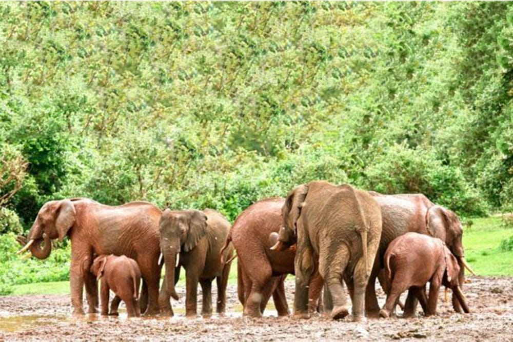 Essence of Kenya | Gamewatchers