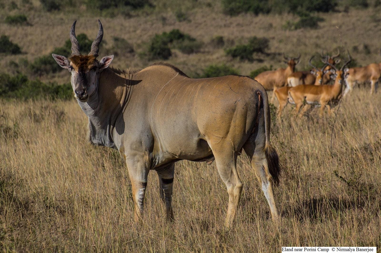 ol-kinyei-conservancy-masai-mara-ol-kinyei-maps-images-image-18 ...