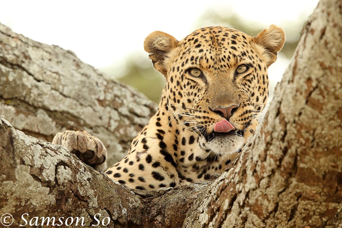 Ol Kinyei Conservancy, Maasai Mara