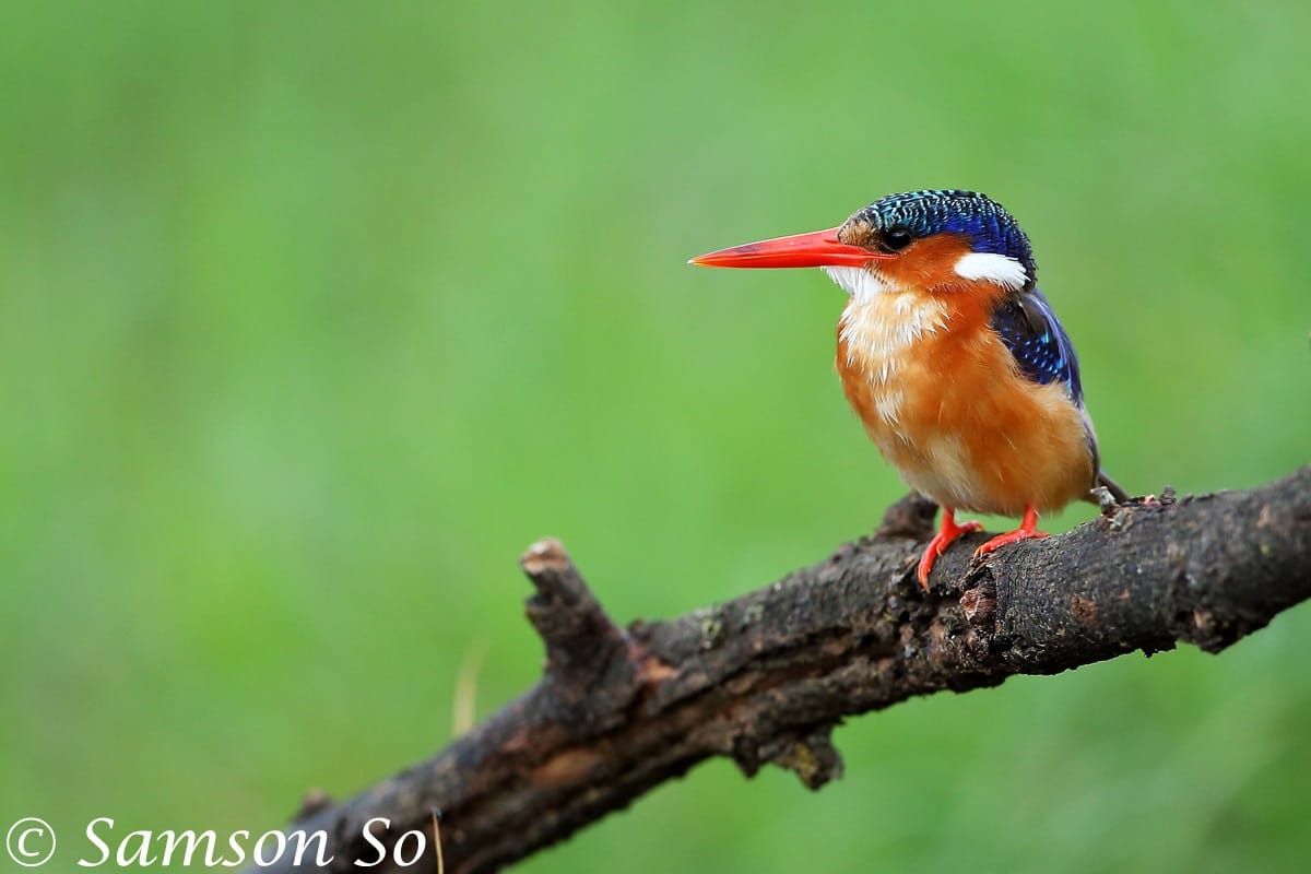 ol-kinyei-conservancy-masai-mara-ol-kinyei-maps-images-image-25 ...