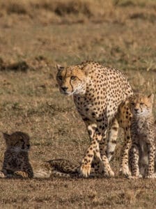 Porini Safari Camps: Reduced Rates for Safaris of 6 Nights or more