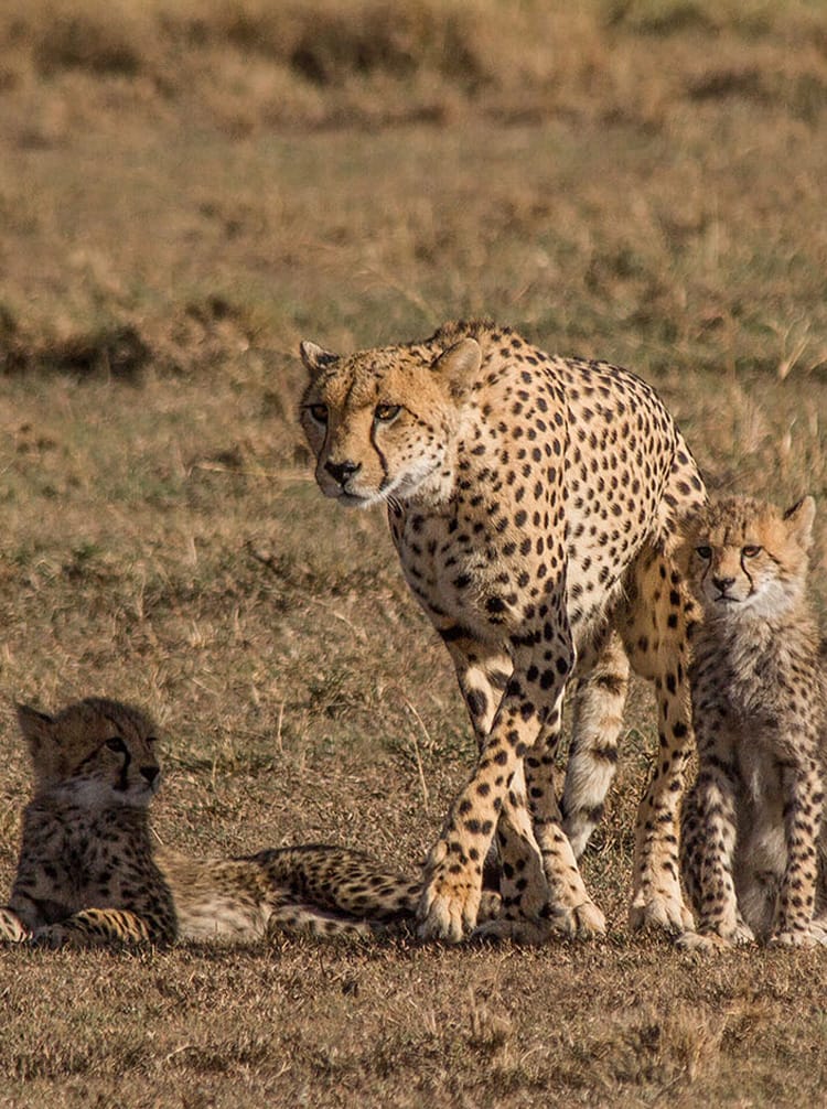 Porini Safari Camps: Reduced Rates for Safaris of 6 Nights or more