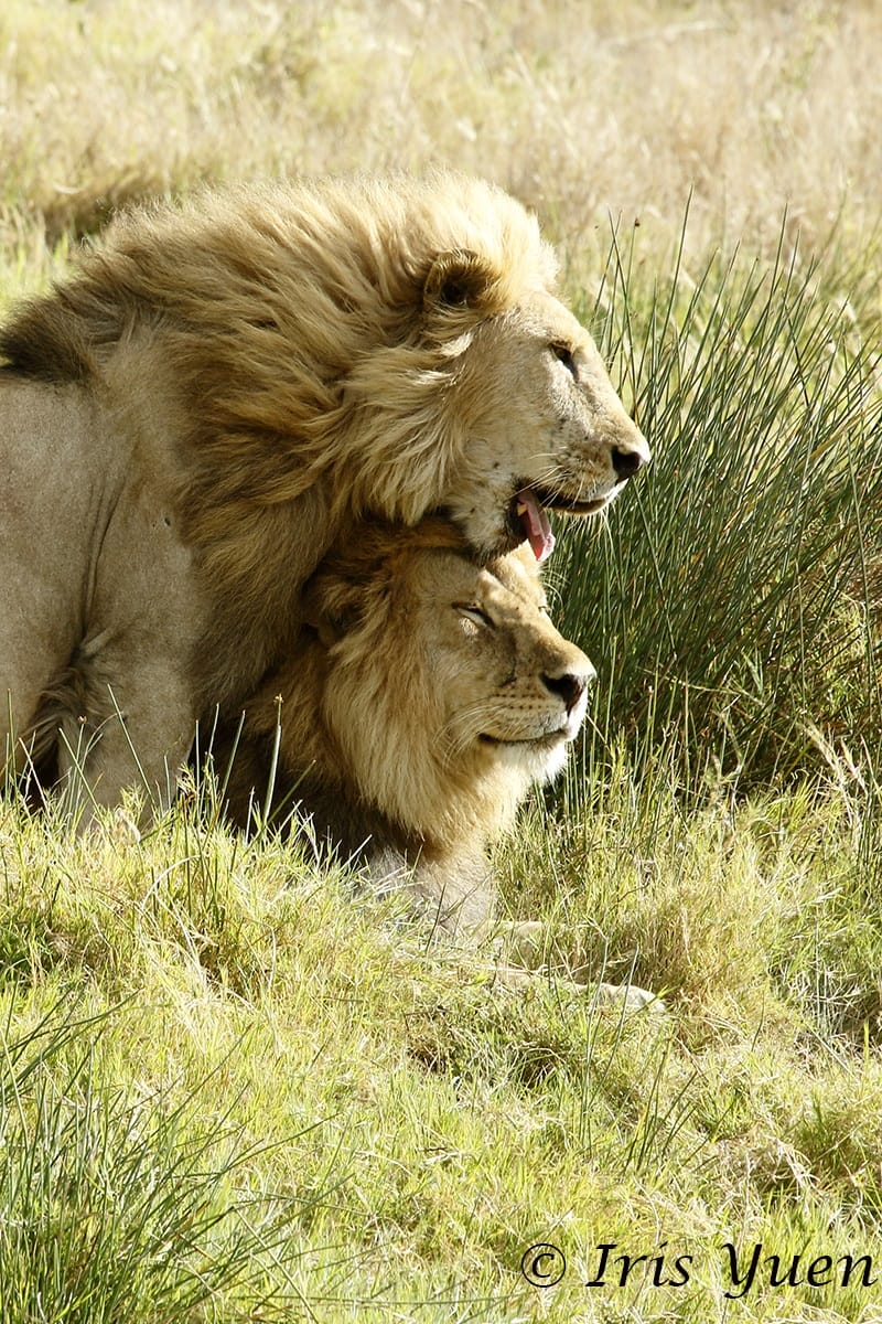 Ol Kinyei Conservancy, Maasai Mara