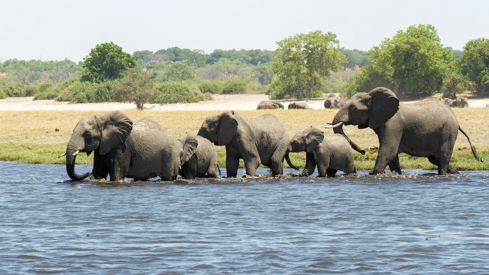 The Chobe National Park