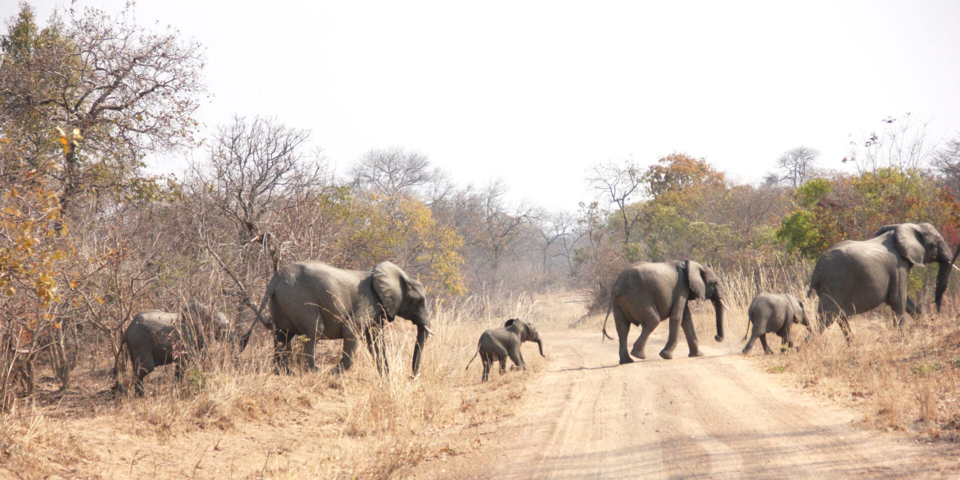 Herd,Of,Elephants,Crossing,Human,Path,At,Kafue,National,Park | Gamewatchers