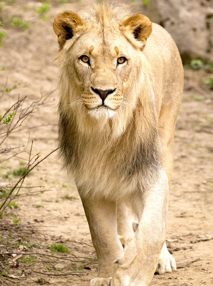 Zambia