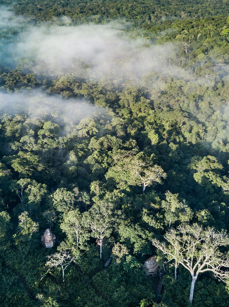 Congo Safari Holidays | Primate Tracking, Rainforests & More