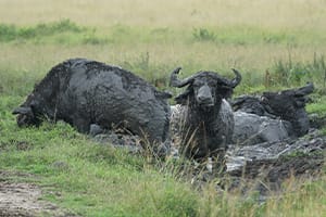 uganda – may | Gamewatchers