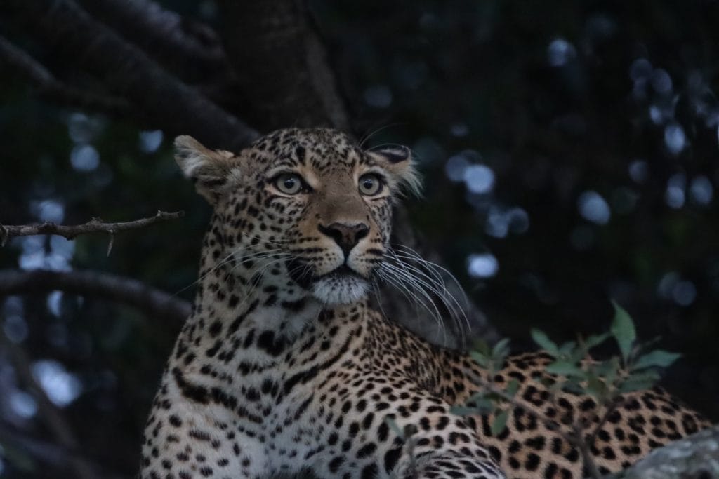 Love Porini Camps | Gamewatchers Safaris