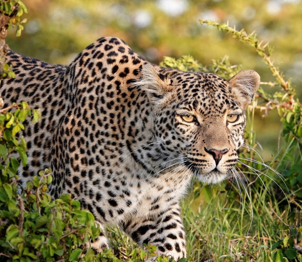 Porini provided another unforgettable safari experience.
