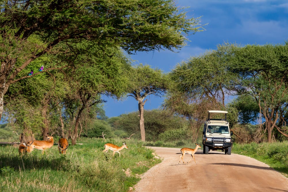 Unveiling the Mystique of Botswana with Safaris