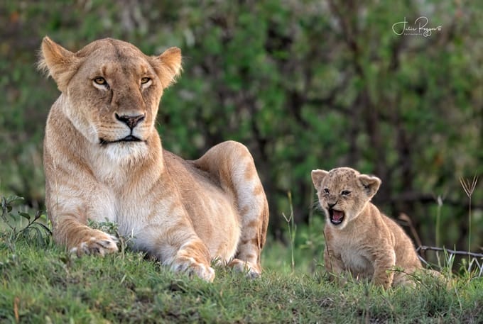 Porini Safari Camps: A Wildlife Gallery by Julie Roggow