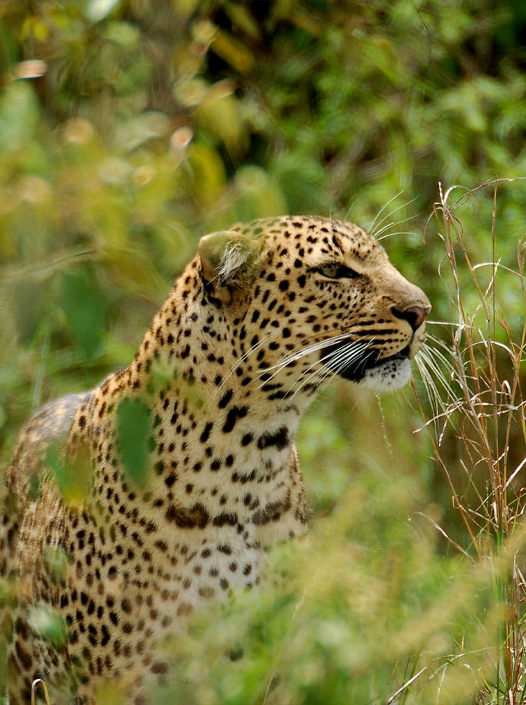 Kenya & Tanzania Luxury Safari | Gamewatchers Safaris