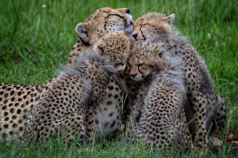 Safari Industry Misconceptions – why we can’t “just leave animals alone!”